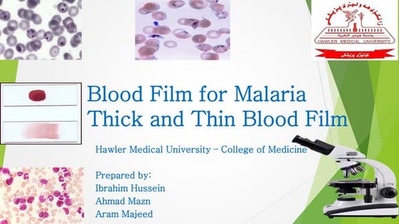 Thick and thin blood smear Procedure | PDF