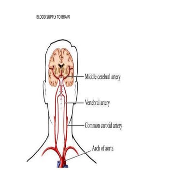 Blood supply (anatomy) | PPTX