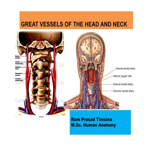 Vessels Of The Neck Anatomy Surgical Anatomy Of The Neck | Ento Key