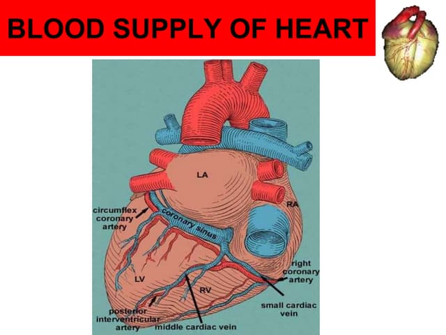 Coronary circulation - LAD, LCX and RCA.pptx
