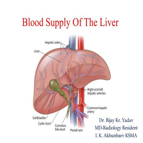 Anatomy mnemonics | PDF