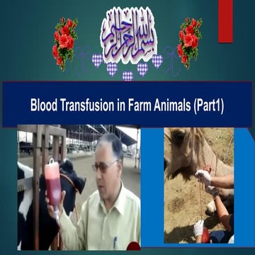 Blood transfusion in farm animals prof dr. hamed attia | PDF
