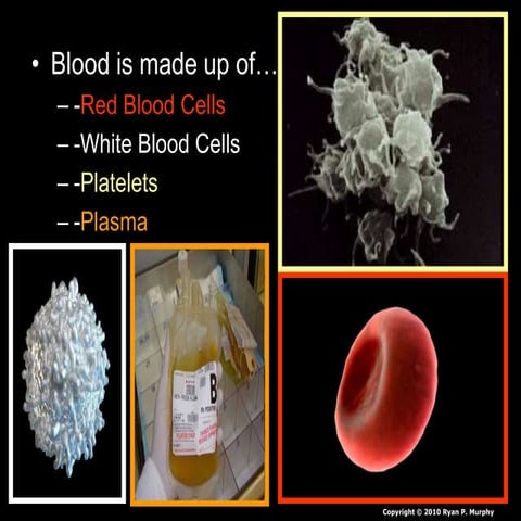 Blood Cells and Blood Type Lesson PowerPoint, Make Blood Soup | PPTX