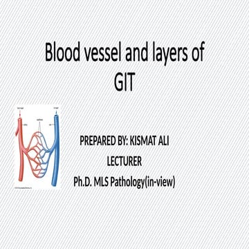 Comprehensive Overview of Blood Vessels and Gastrointestinal Tract ...