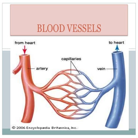 Blood vessels: Arteries, Veins and Capillaries | PPTX