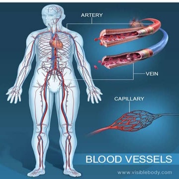 BLOOD VESSELS FOR YEAR EIGHT AND ABOVE.pptx