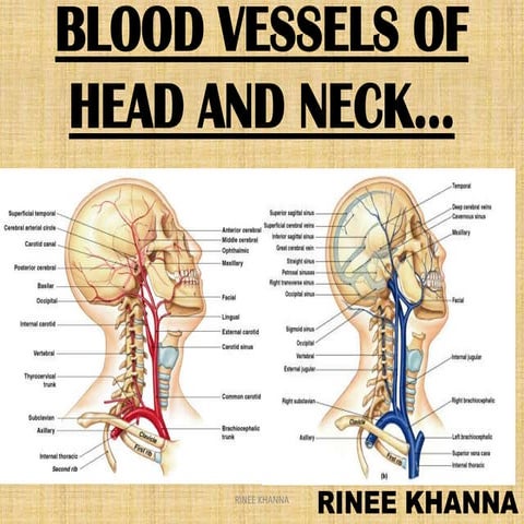 Gross anatomy of the head and neck