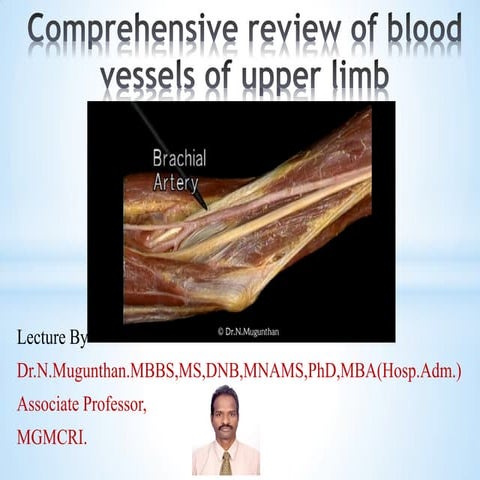 Arterial system, Venous drainage, lymphatics system- Flow Chart- | DOCX