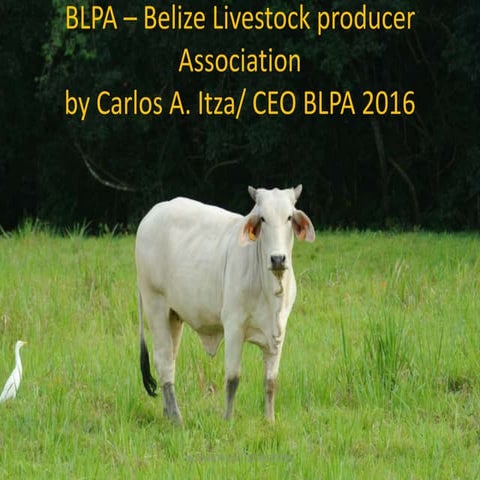 Status of the cattle industry of Belize in 2016 | PPTX | Business and ...