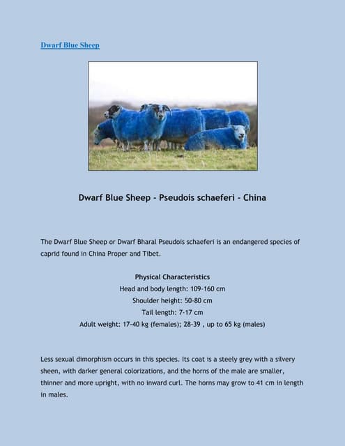 Presentation About Peacock | PPTX | Birds | Pets