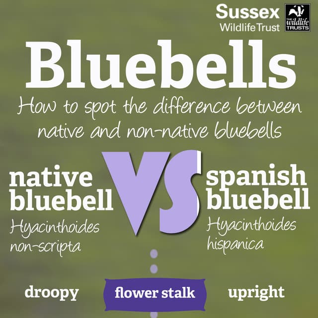 How to spot the difference between native bluebells and Spanish ...