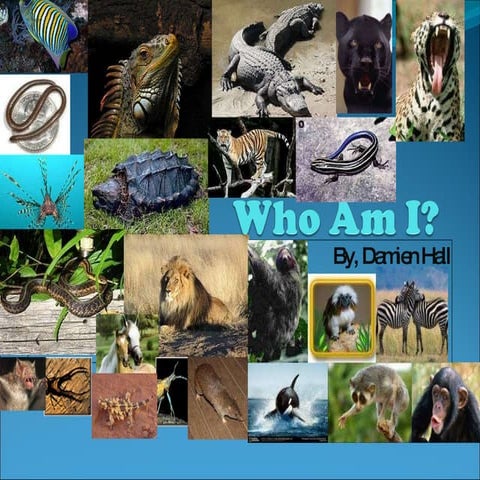 Blue Tongued Skink | PPT | Reptiles | Pets