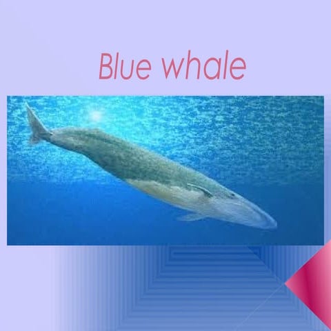 Blue whale nerea | PPS