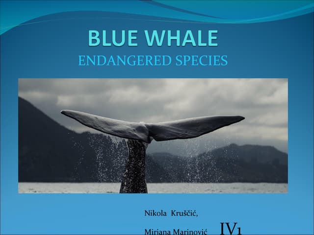 Fennelly blue whale | PPTX