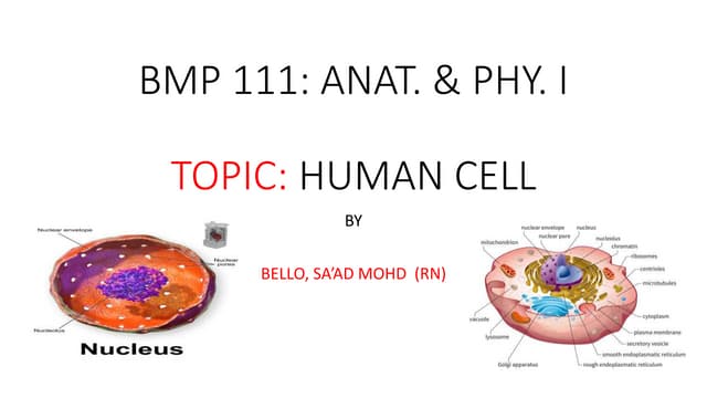 Unit1: Organisation of Human Body | PPTX