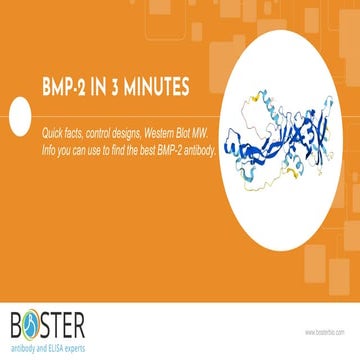 Learn BMP-2 in 3 minutes | Bone morphogenetic protein 2 | PPTX | Bone ...
