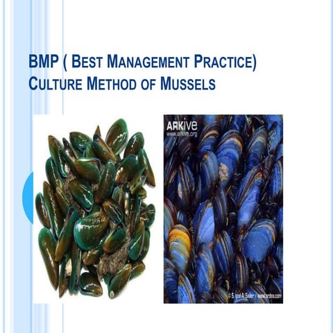 Bmp ( best management practice) culture method of mussels | PPTX