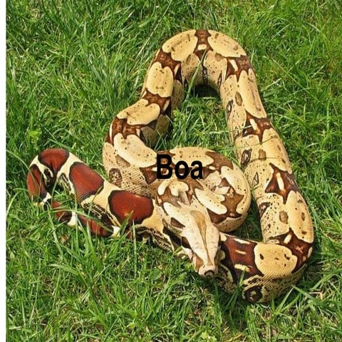 Boa | PPT