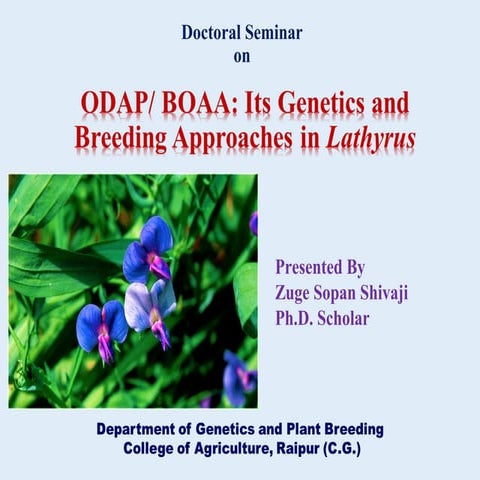 ODAP/BOAA: Its Genetics and Breeding Approaches in Lathyrus lathyrus | PPT
