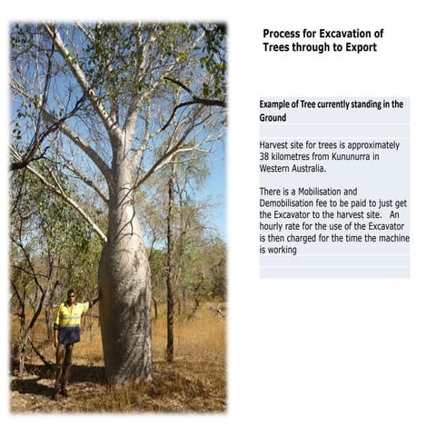 Baobab / Boab Presentation. Marketing media. Export. | PDF