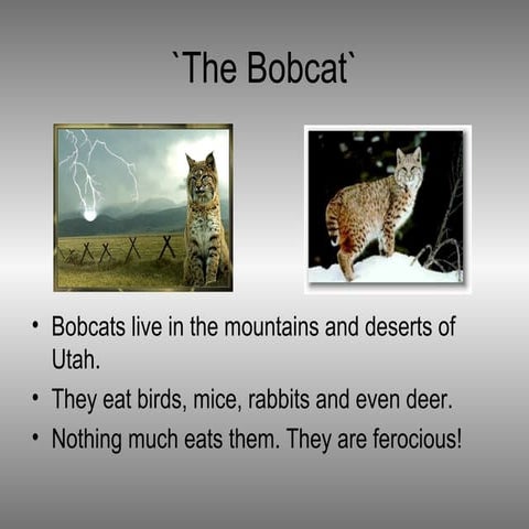 Bobcats | PPT