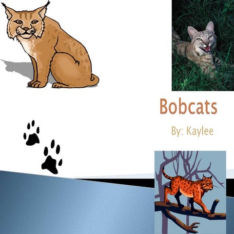 Bobcats project | PPT