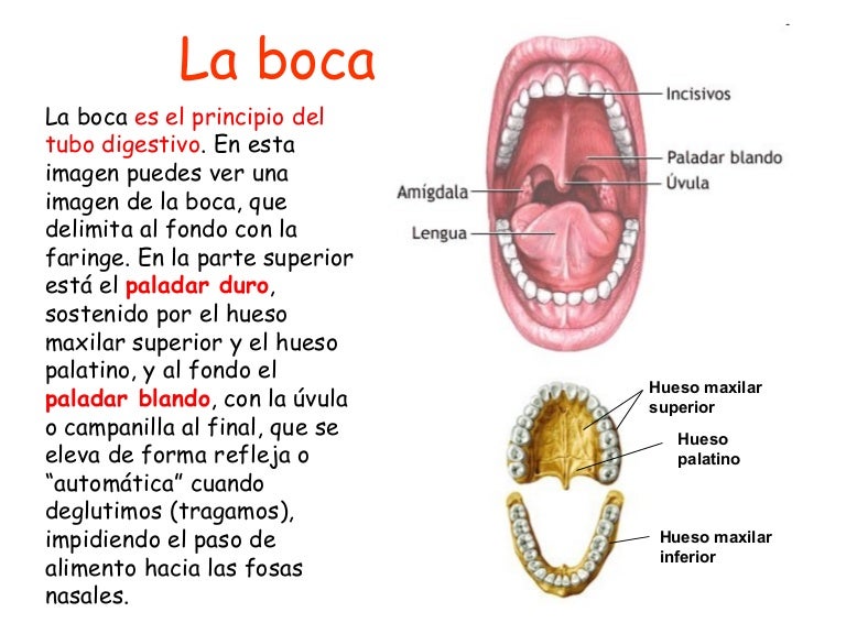 Boca 091229141757-phpapp01