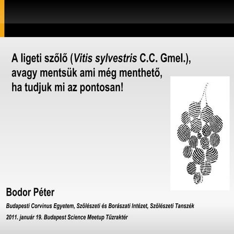 Bodor Péter - A ligeti szőlő (Vitis sylvestris C.C. Gmel.), avagy ...