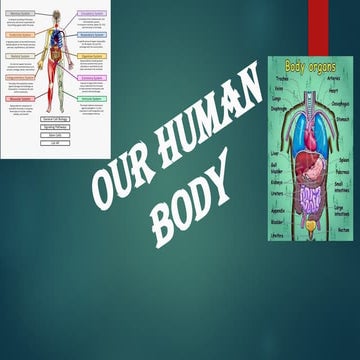 Our human body- internal organs of body.pptx