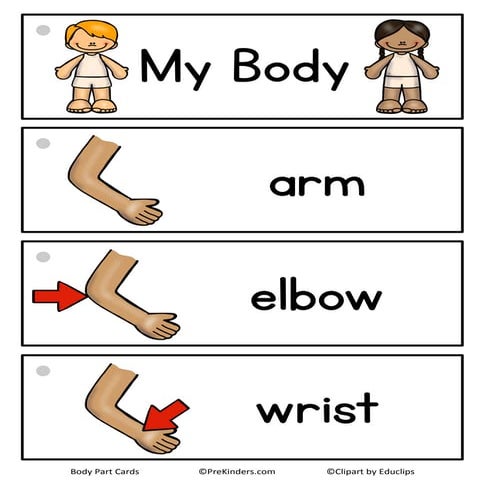 Body part-word-cards | PDF