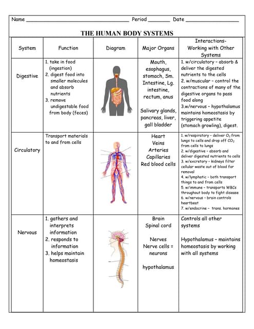 Systems of human body | PPTX