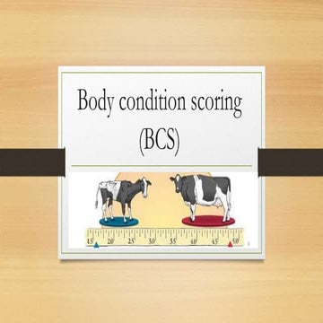 Body condition scoring (bcs) | PPTX