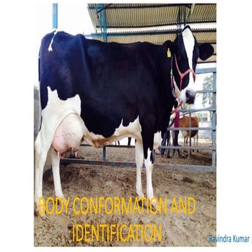 External anatomy of a cattle.docx