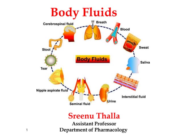 Body Fluids Content In Anatomy And Physiology Ppt