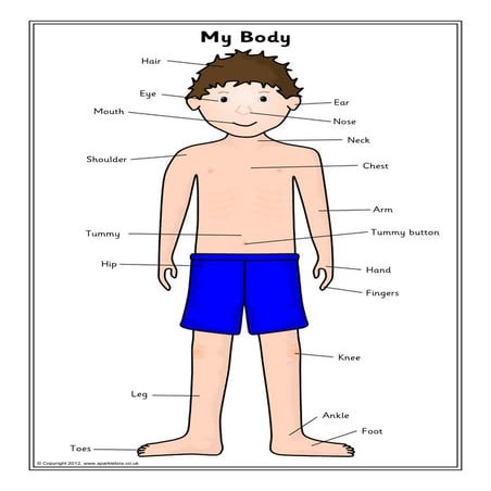 Body labelling | PDF