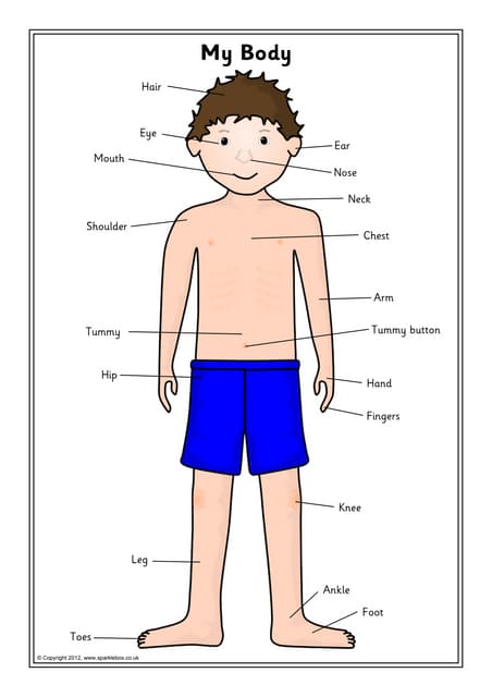 My body and head | PPT