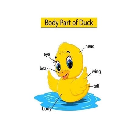 Body part of animals | PDF