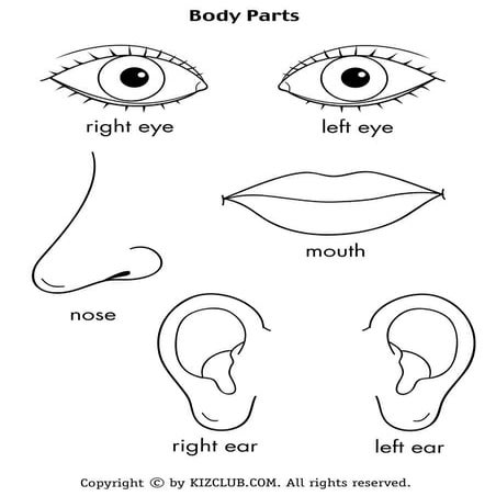 Body parts | PDF