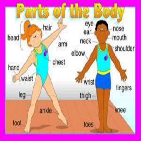 Body parts/ partes del cuerpo | PPTX
