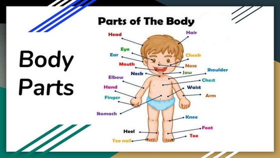 The human body | PPT