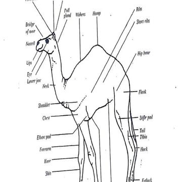 Body parts.pptx