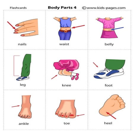 Body parts 4 | PDF
