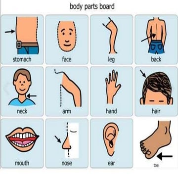 Body parts board | PPT