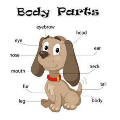 body parts of animals.pptx scielce lesson for grade 3 | PPTX
