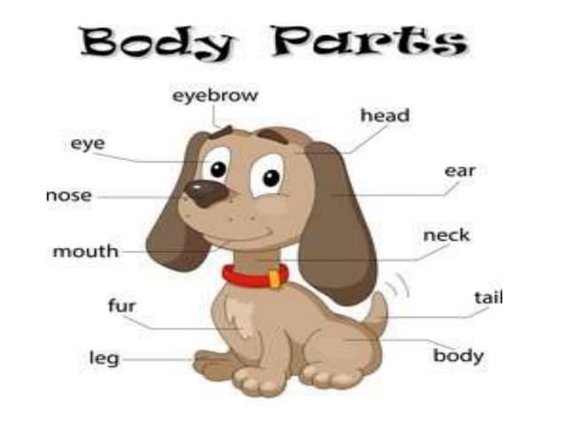 Animal body parts and their uses | PPT | Birds | Pets