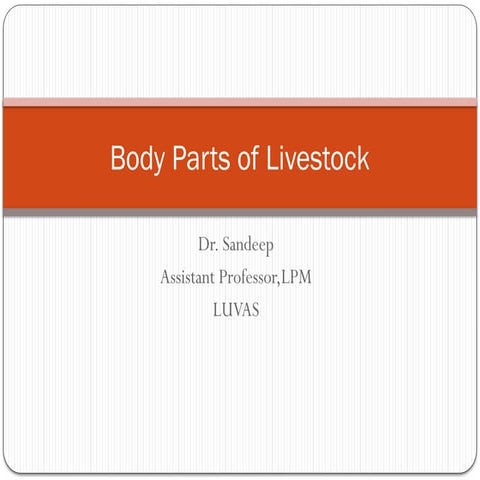 External anatomy of a cattle.docx