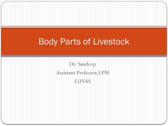 External anatomy of a cattle.docx