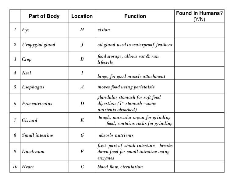 Body parts of quail