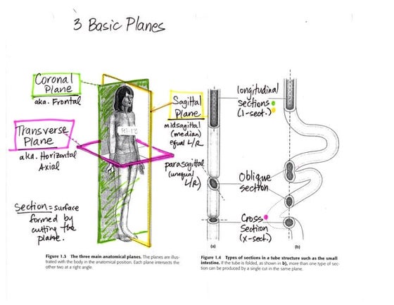 Body planes-directions-and-cavities unit 2 | PPT