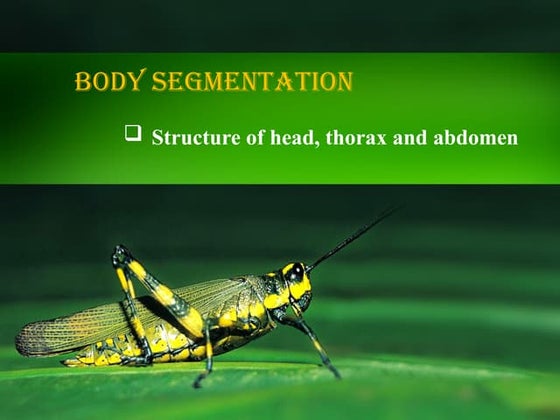 INSECT ABDOMEN:IT’S SEGMENTATION AND APPENDAGES,STRUCTURE,FUNCTION AND ...